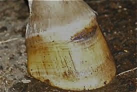 Healing A Hoof Abscess The Holistic Way